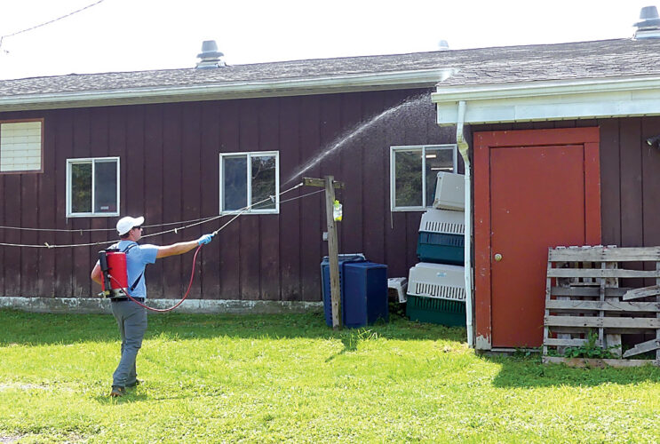 Swarm invades Humane Society | News, Sports, Jobs - Altoona Mirror